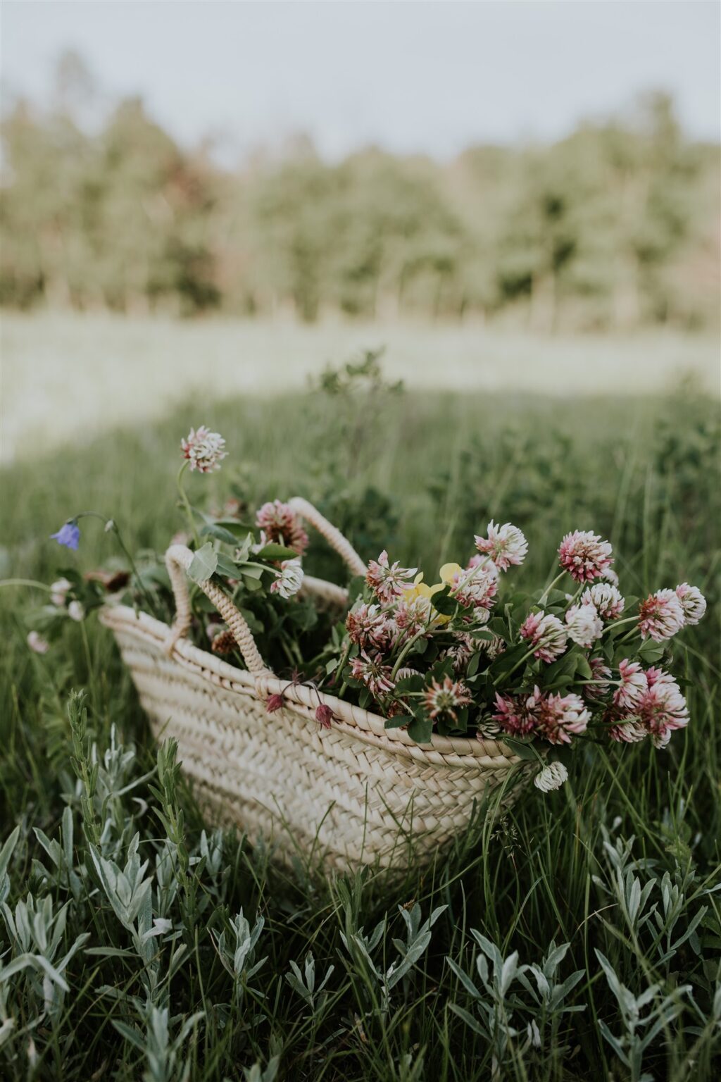 5 Foraging Basics For Beginners - Trailblazher Co | Rural-rooted ...